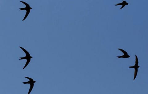 A swift return to Univ - University College Oxford (Univ)