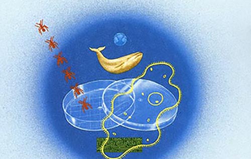 The Lives of a Cell - University College Oxford (Univ) - Univ