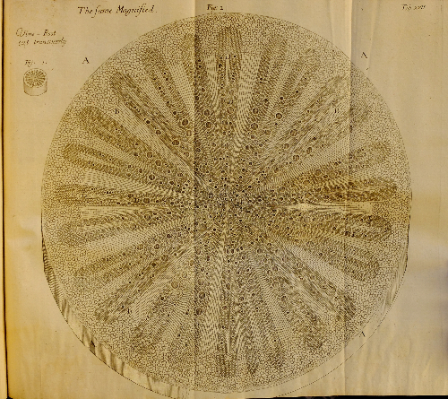 With the Bare Eye and with the Microscope - University College Oxford ...
